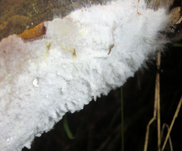 Weird beard fungi | Project Noah