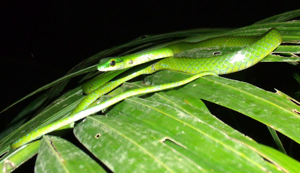 Satiny Parrot Snake | Project Noah