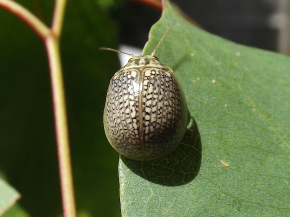 Tortoise leaf beetle | Project Noah