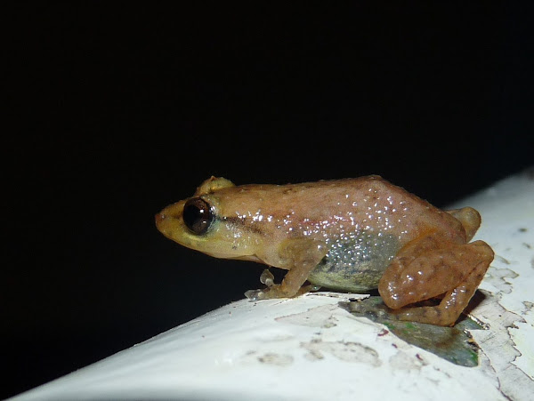 Dink frog | Project Noah