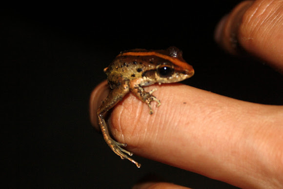 Fitzinger Robber Frog | Project Noah
