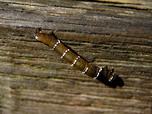 Brown Inchworm | Project Noah