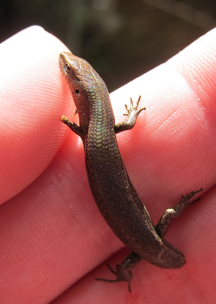 Garden Skink | Project Noah
