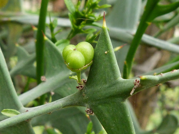 Coletia | Project Noah