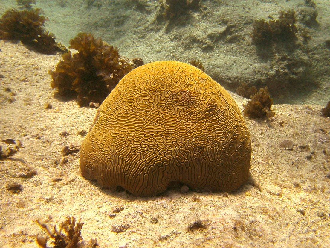 Grooved Brain Coral | Project Noah