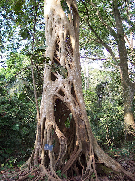 Strangler Fig | Project Noah