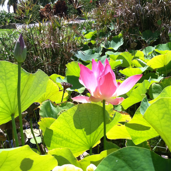 Lotus Flower | Project Noah