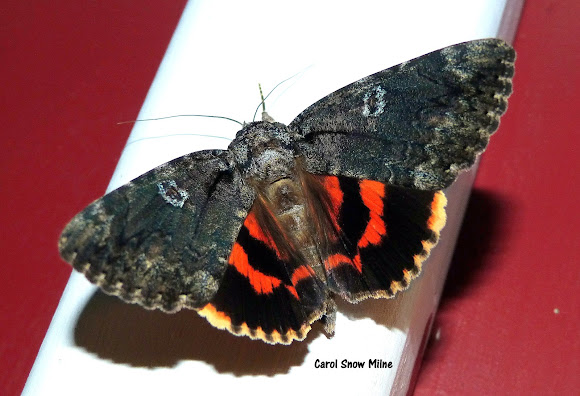 Ilia Underwing Moth | Project Noah