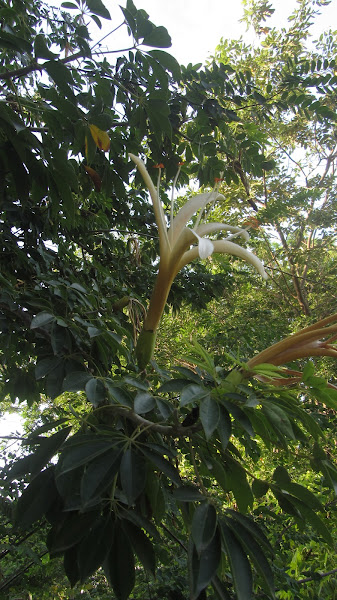 Pochote | Project Noah