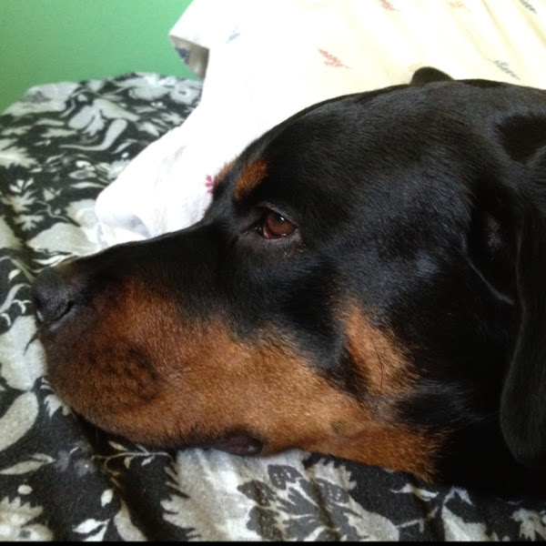 Rottweiler | Project Noah