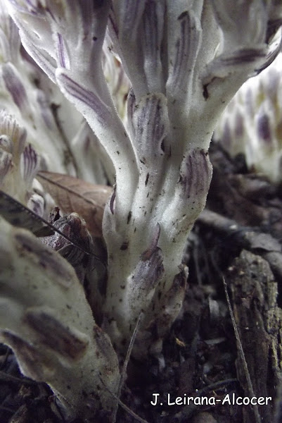 parasitic plant (root parasite) | Project Noah