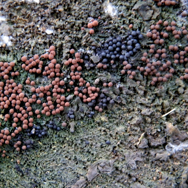 Myxomycete (Slime Mold) | Project Noah