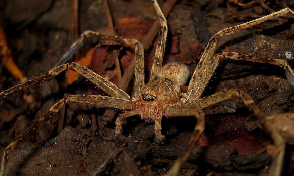 Brown Huntsman Spider | Project Noah