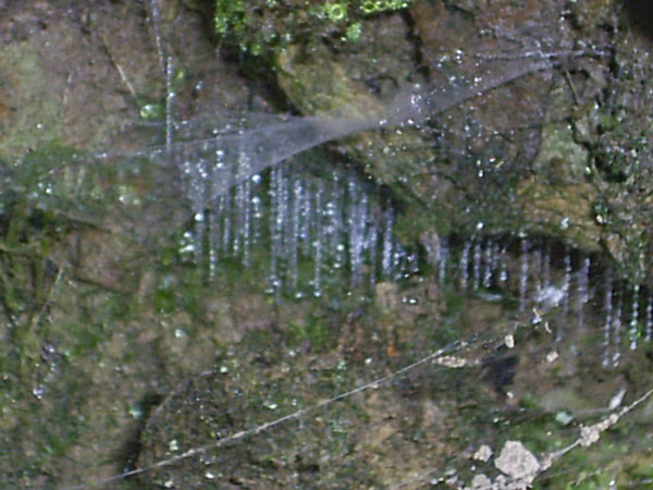 Glow worm | Project Noah