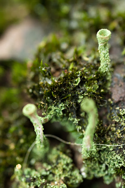 Cup Lichen | Project Noah