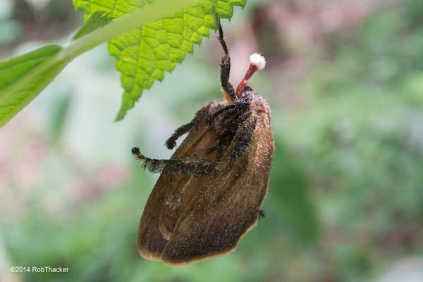 Limacodid Cup Moth | Project Noah