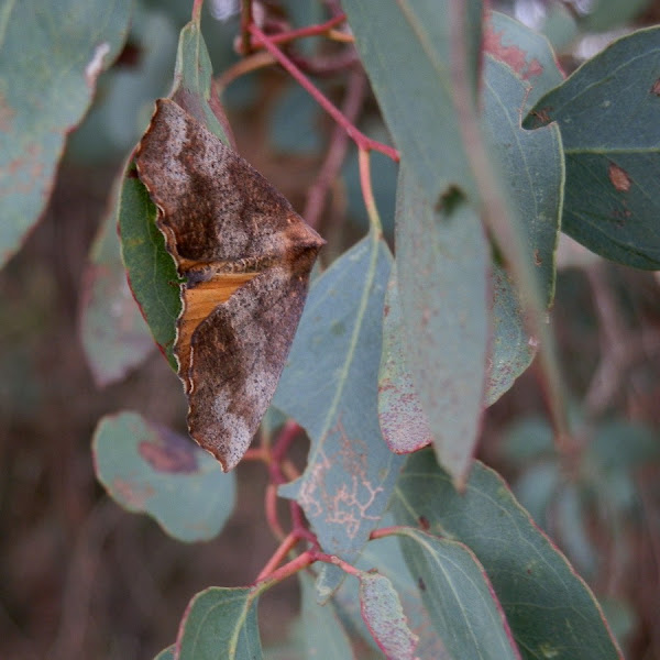 Autumn Gum Moth | Project Noah