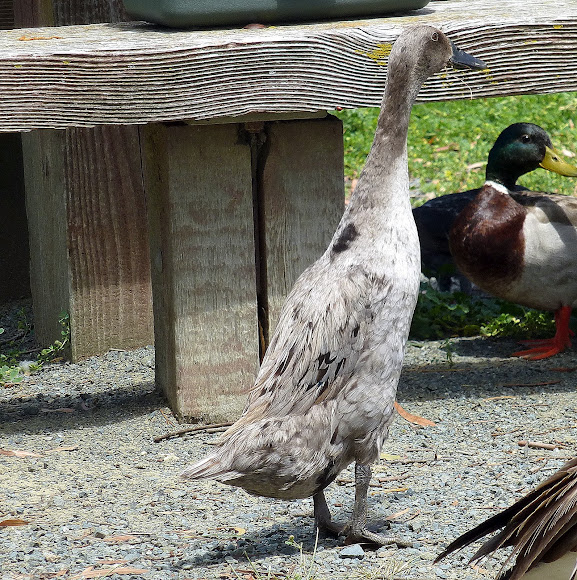 Blue Indian Runner Ducks