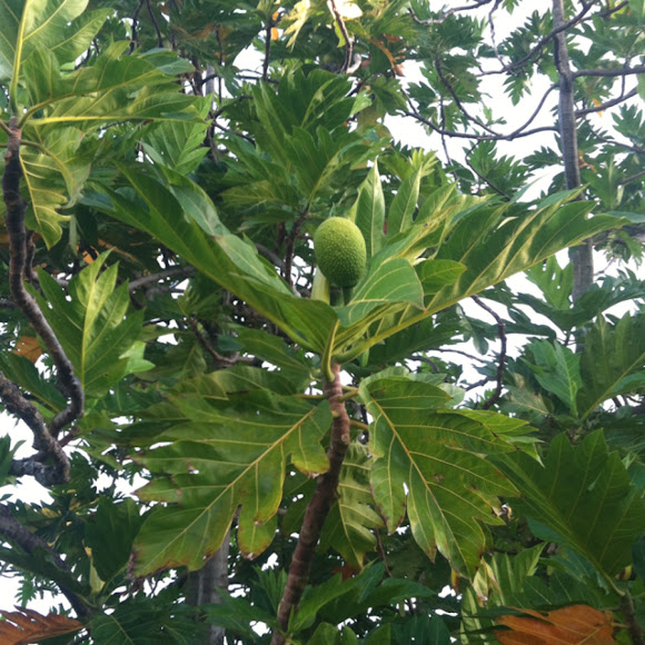 Ulu tree | Project Noah