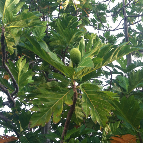 Ulu tree | Project Noah