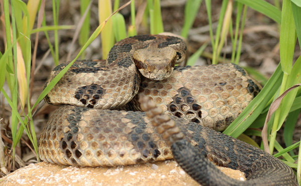 Timber Rattlesnake | Project Noah