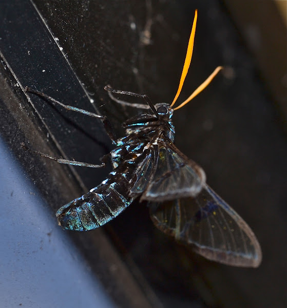 Blue Wasp Moth | Project Noah