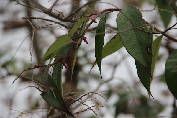 Highland Doghobble | Project Noah