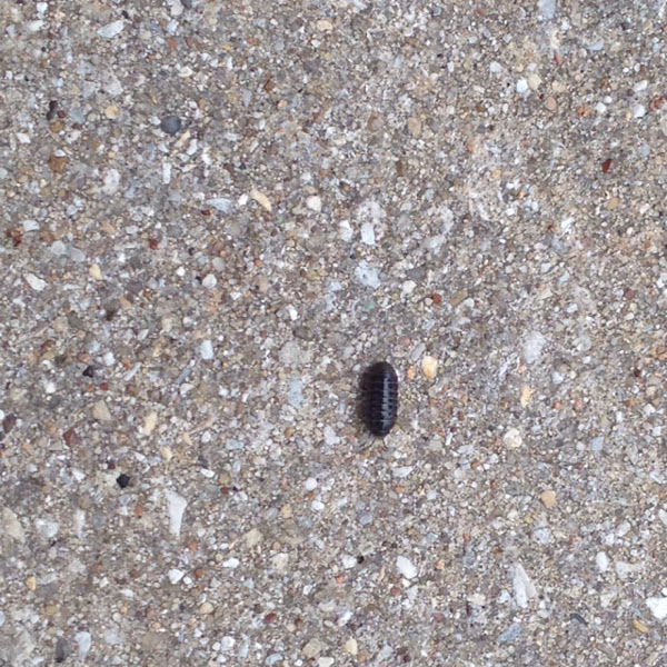 Rolly Polly | Project Noah