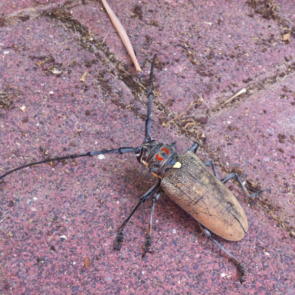 Mango Stem Borer | Project Noah