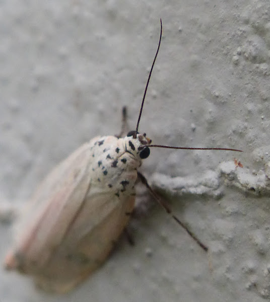 Bella Moth, Ornate Moth or Rattlebox Moth | Project Noah