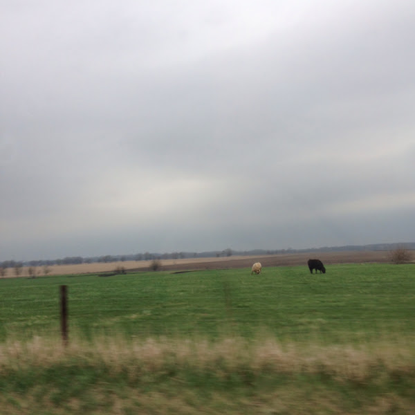 Cow | Project Noah