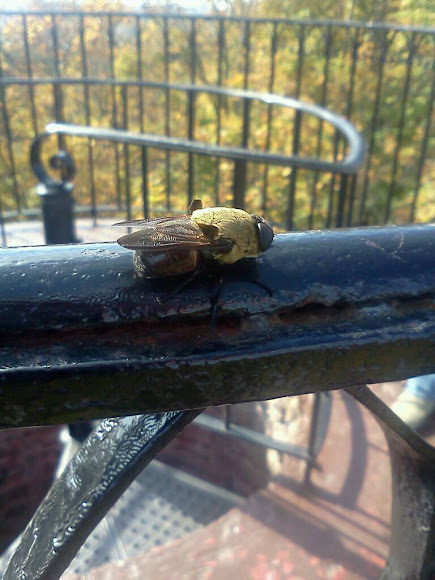 Bot Fly | Project Noah