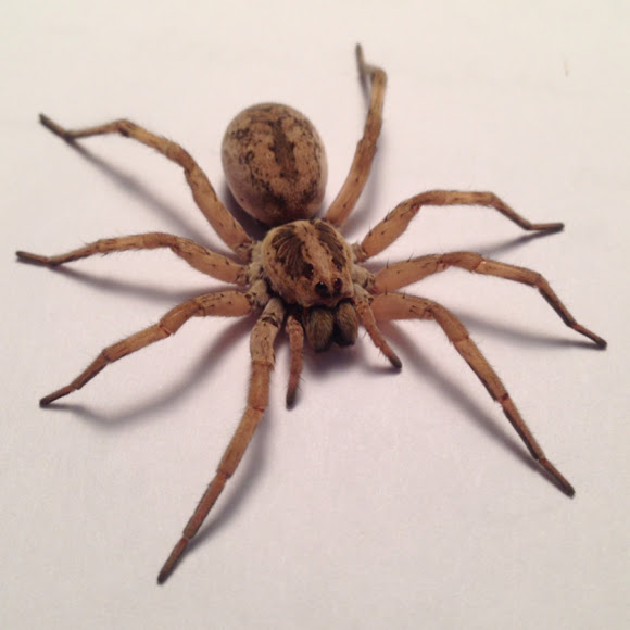 Field Wolf Spider | Project Noah