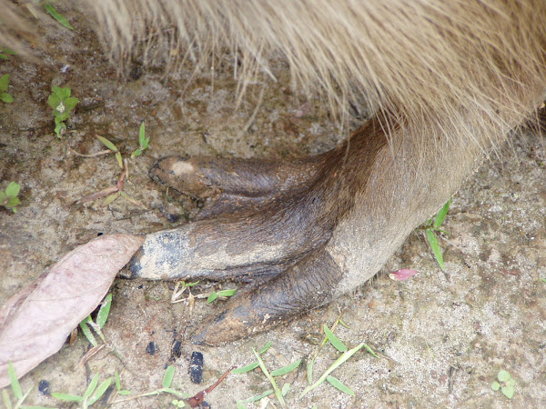 Capybara | Project Noah