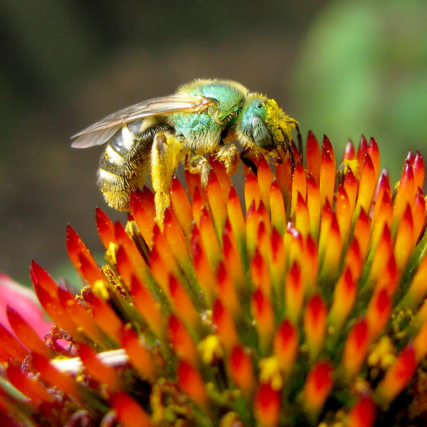 Metallic Green Bee | Project Noah