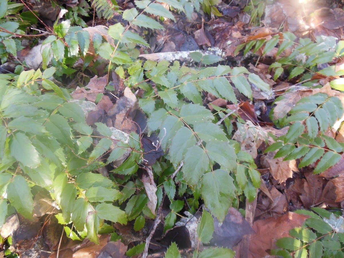 Oregon Grape | Project Noah