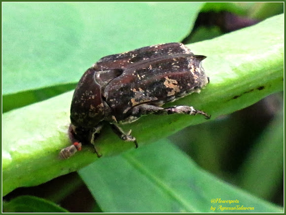 Mango Flower Beetle, Mottled Flower Scarab | Project Noah
