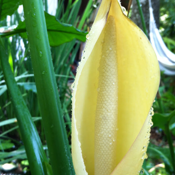 Elephant ear | Project Noah
