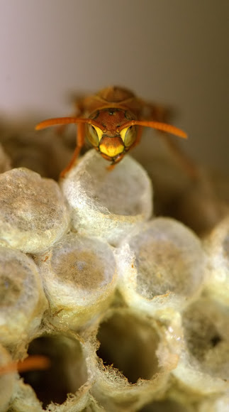 Common Paper Wasp | Project Noah