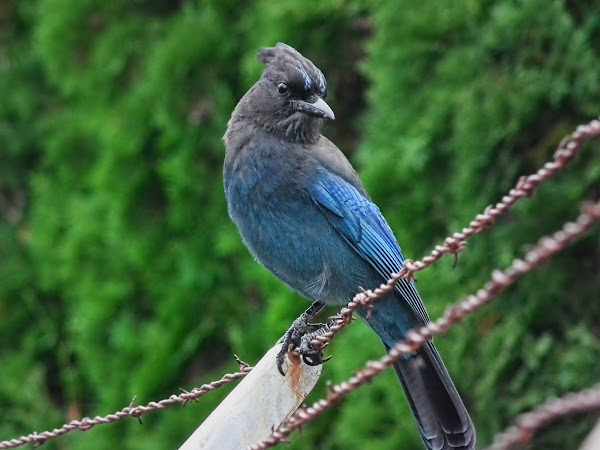 Steller's Jay | Project Noah