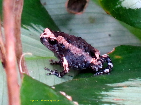 Asian Painted Frog (Juvenile) | Project Noah