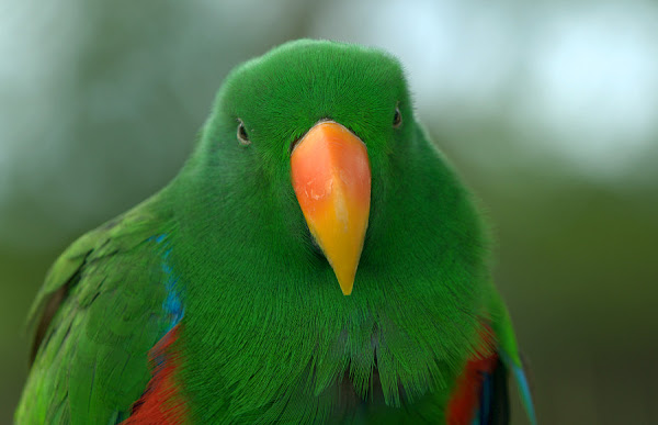 Eclectus Parrot | Project Noah