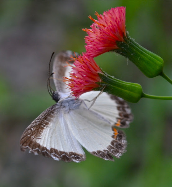 Creamy Metalmark Butterfly | Project Noah