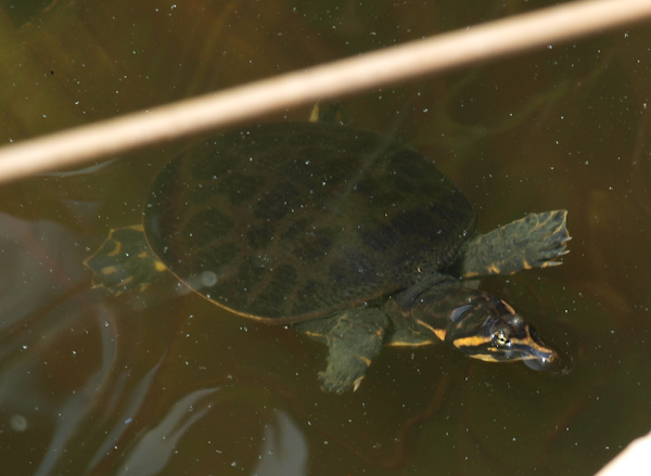 Florida Softshell Turtle | Project Noah