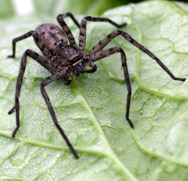 Spider | Project Noah