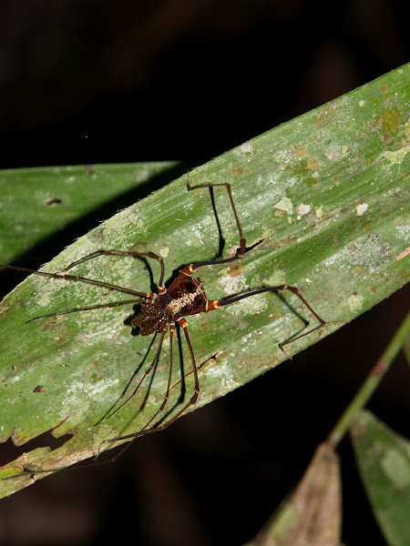 harvestman | Project Noah