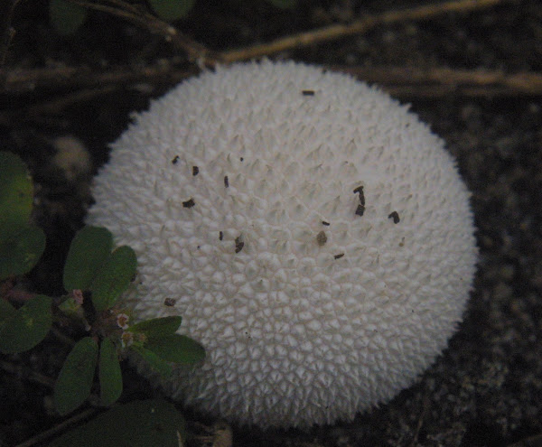 White Puffball | Project Noah
