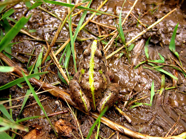 Rice Field Frog | Project Noah