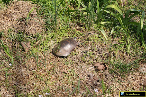 Painted turtle | Project Noah