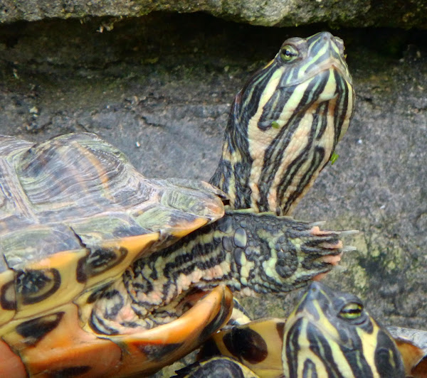 Florida turtles | Project Noah